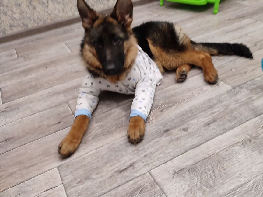 Собака немецкая овчарка