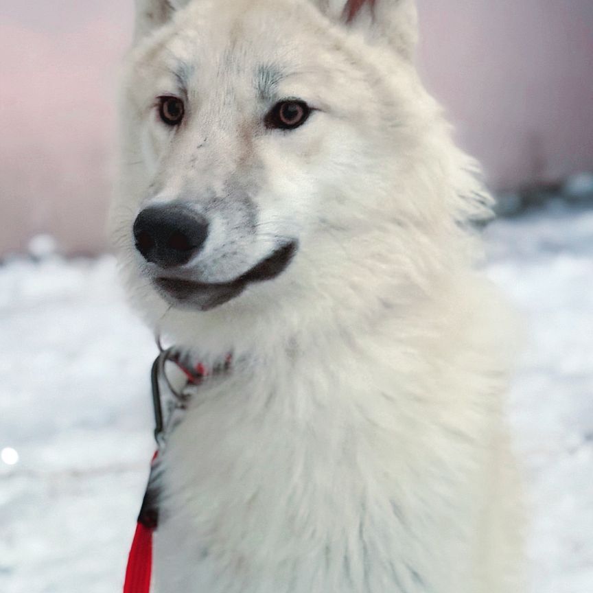 Арктическая волчица