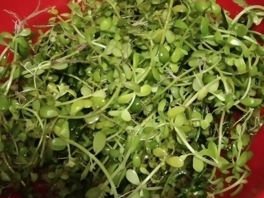 Бакопа, Пистия и Криптокарина, Ряска