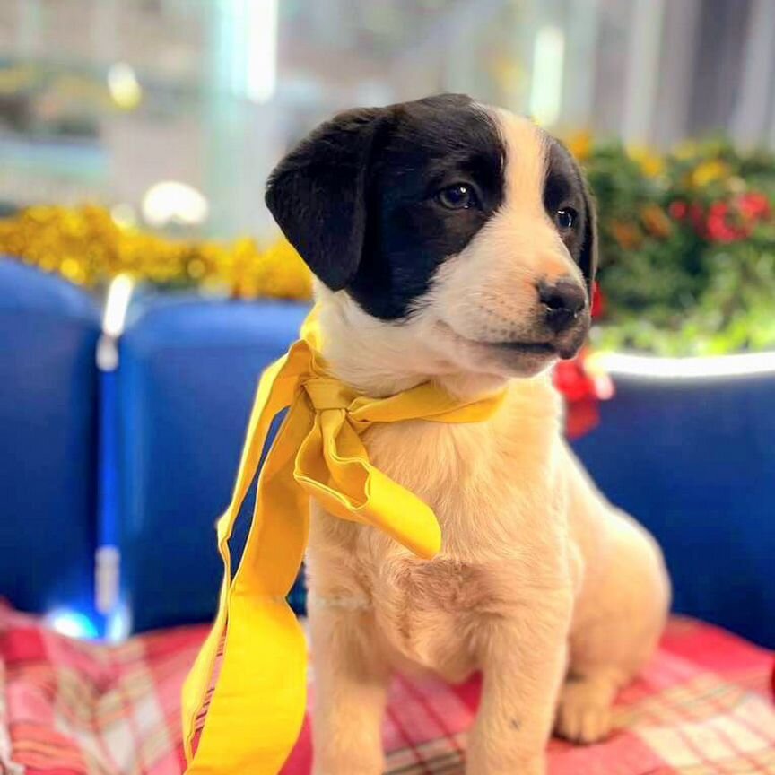 Щенок Дина в дар