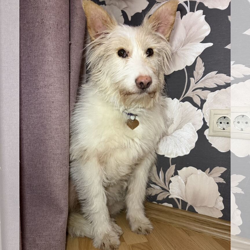 Взрослая собака в добрые руки