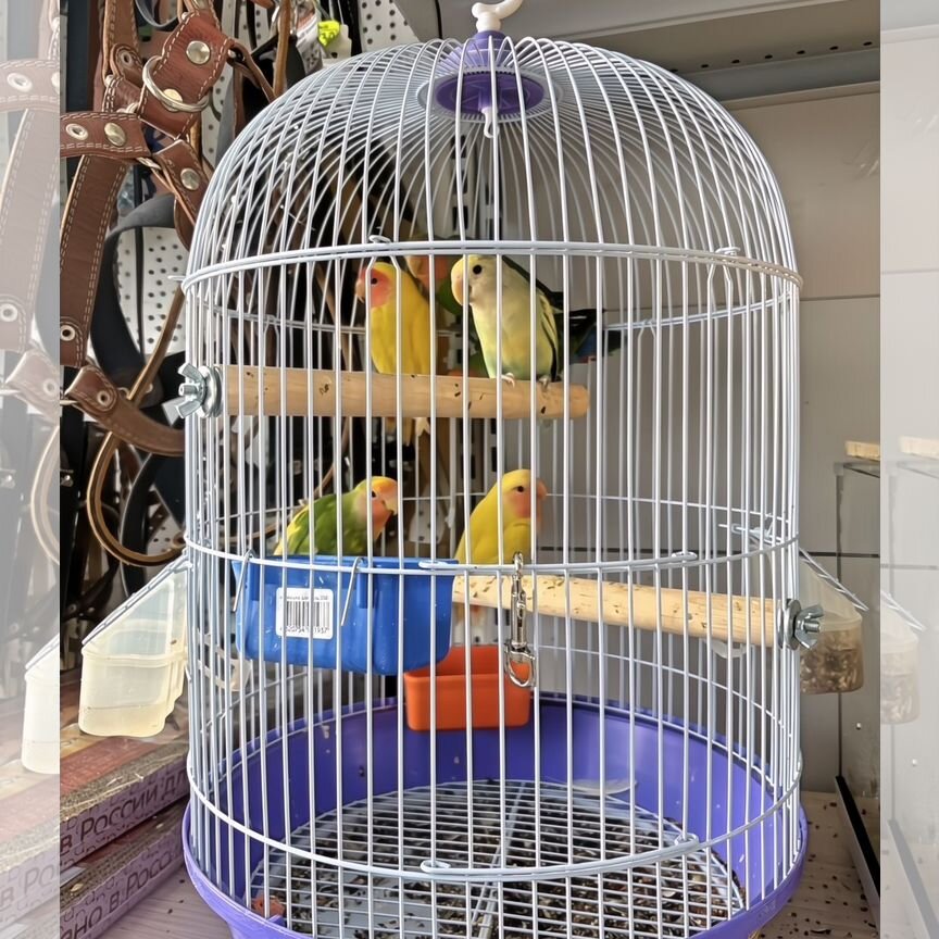 Продам попугаев разных видов