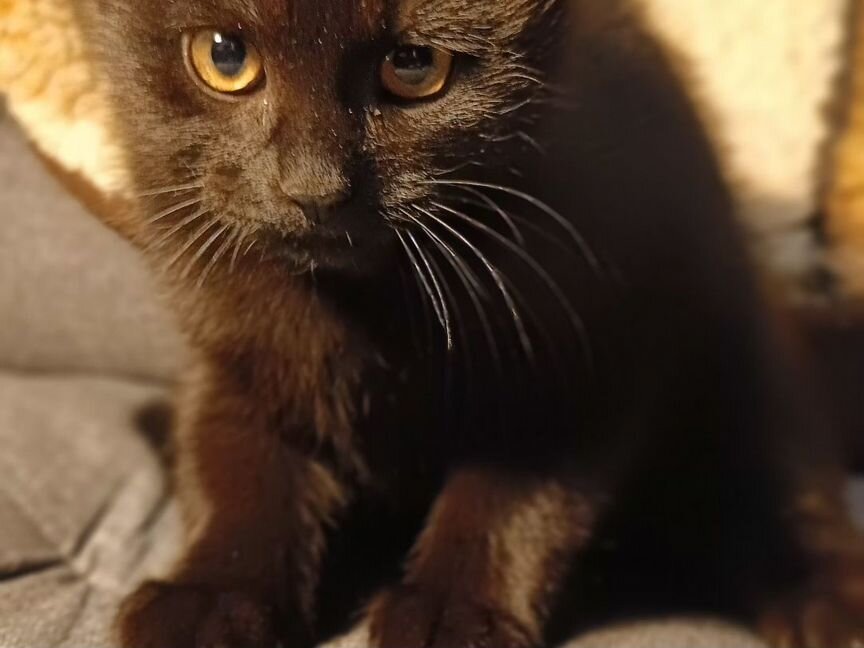 Кошка в дар бесплатно