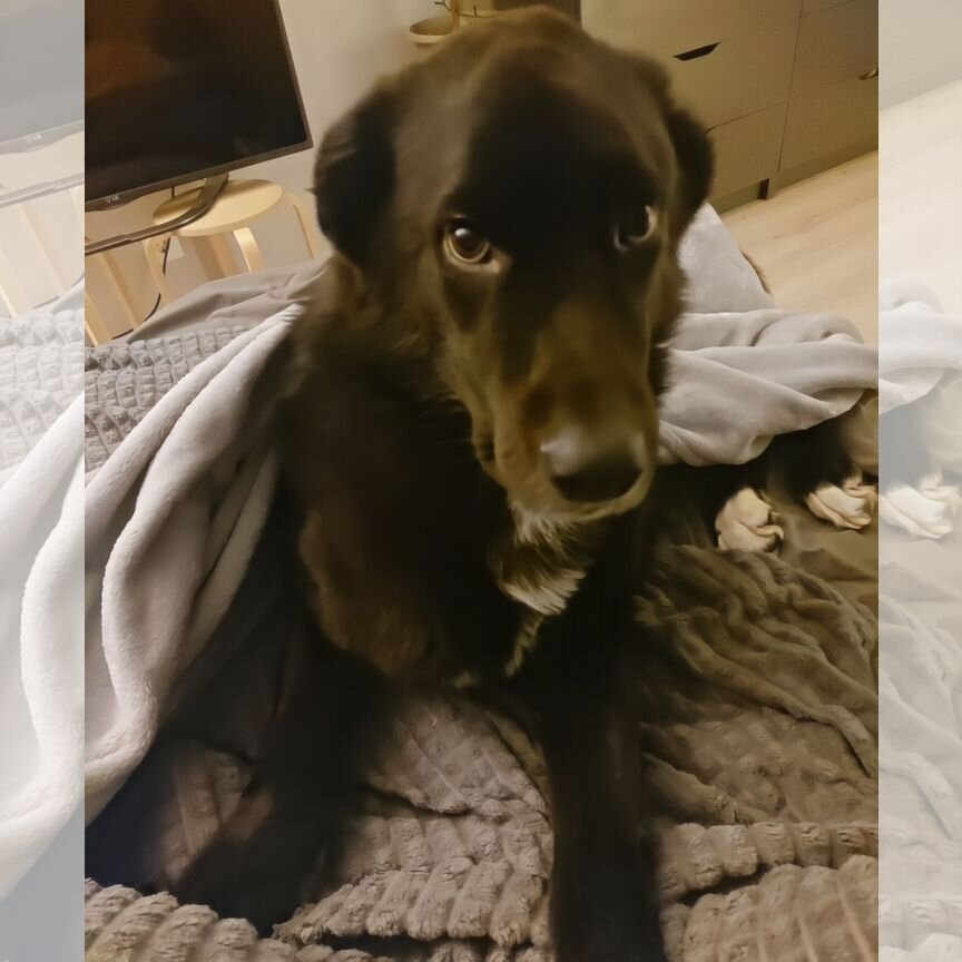 Взрослый пёс в добрые руки