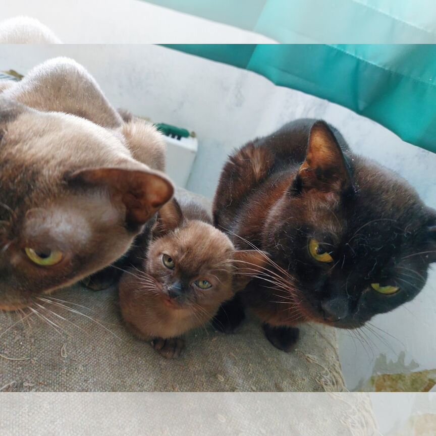 Бурманские котята соболь
