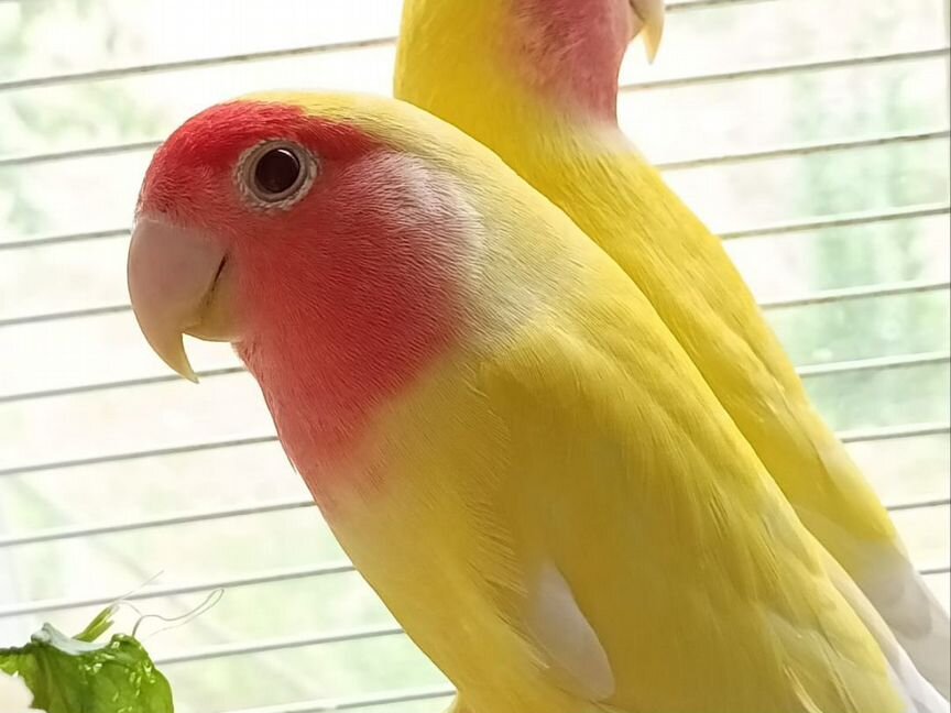 Попугаи неразлучники только парой