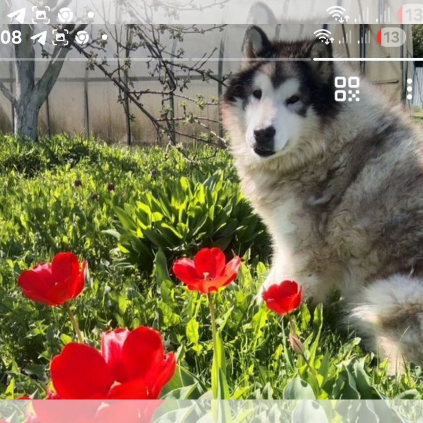 Аляскинский маламут, взрослый пёс