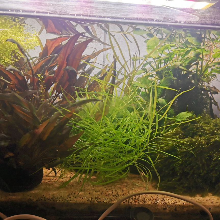 Аквариумные растения