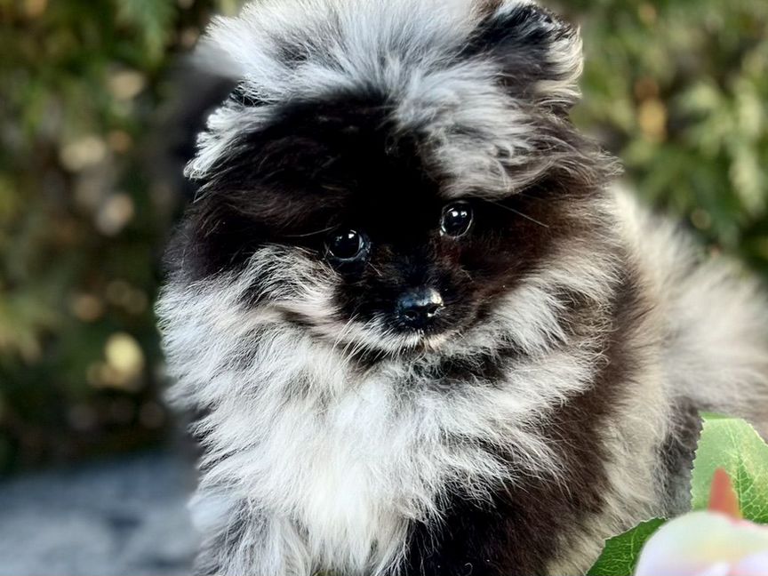 Мальчишка пушистик. Мини. 2 мес