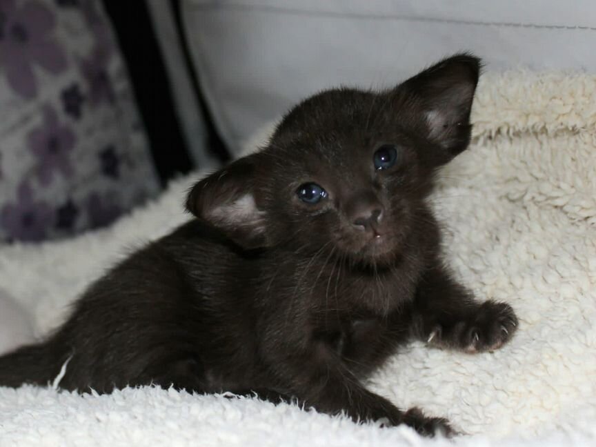 Ориентальные котята в экстремальном типе