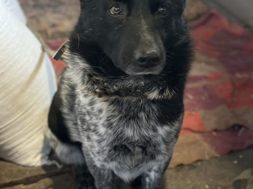 Маленькая собака в добрые руки