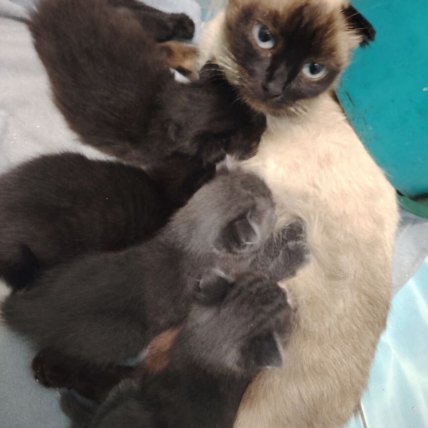 Котята