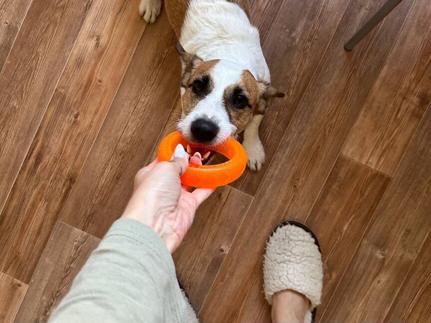 Джек рассел терьер