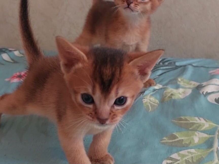 Абиссинские котята