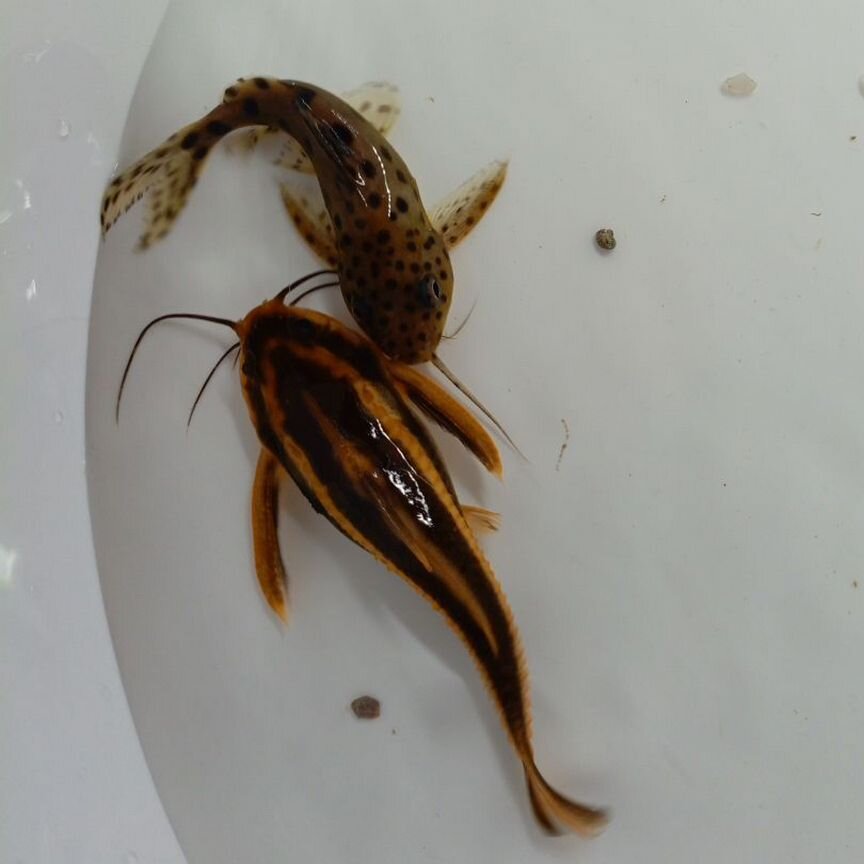 Платидорас