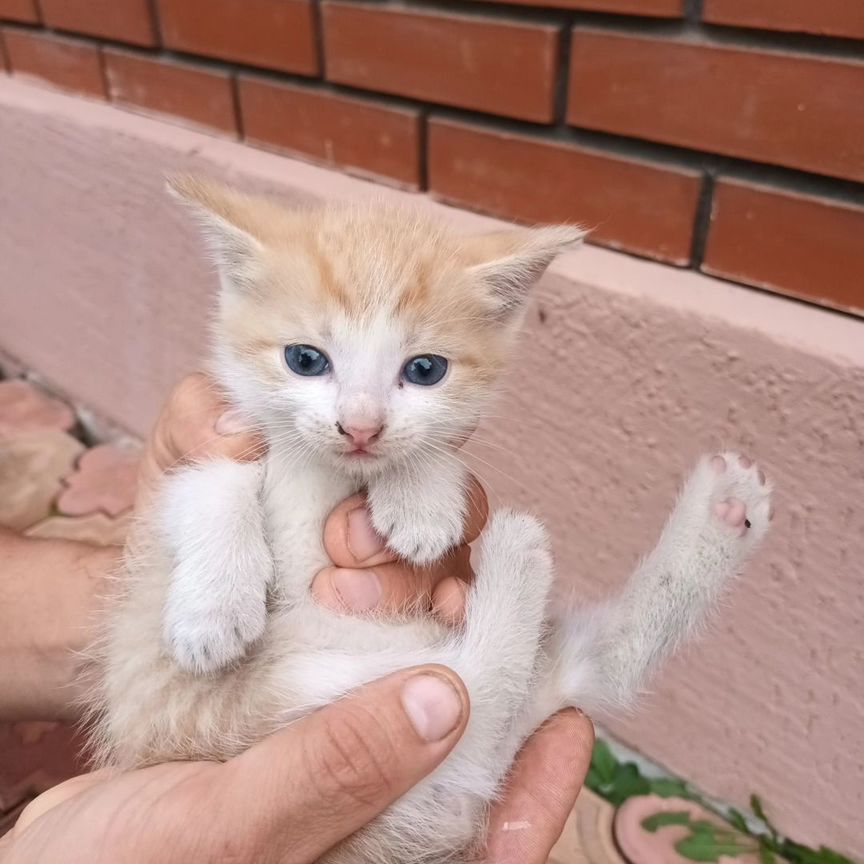 Кошки в добрые руки