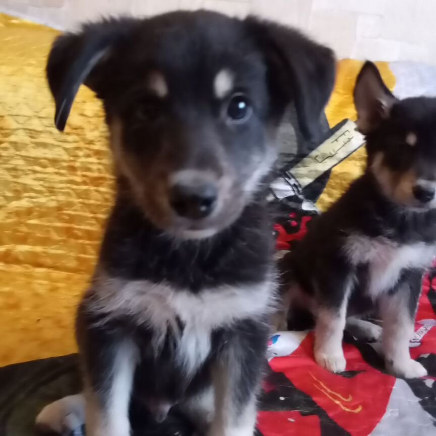 Мальчишка ищет семью