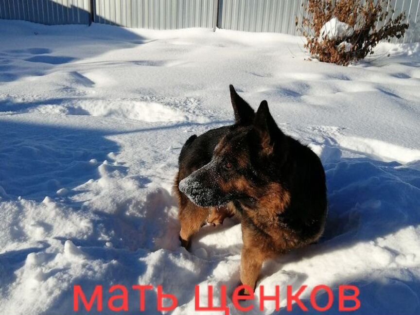 Собака