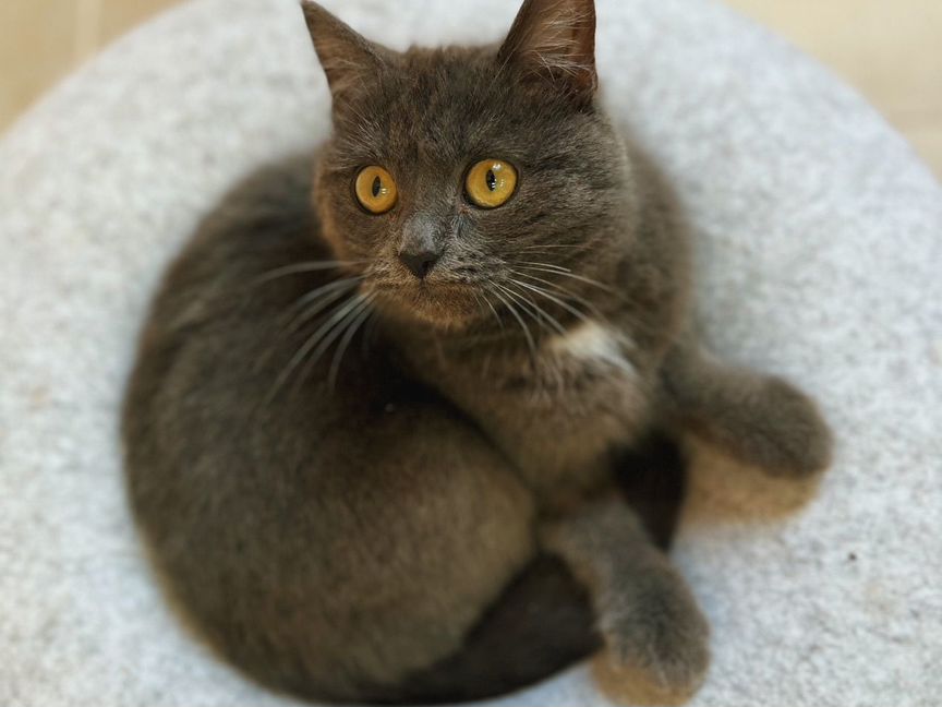 Шанни котенок девочка, в добрые руки
