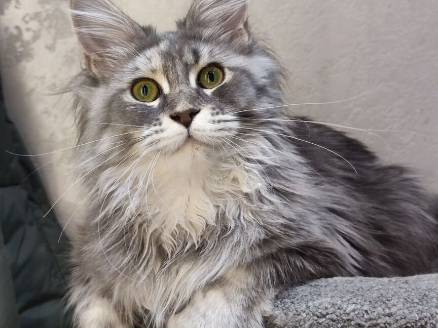 Мейн-кун полидакт девочка зеленые глаза