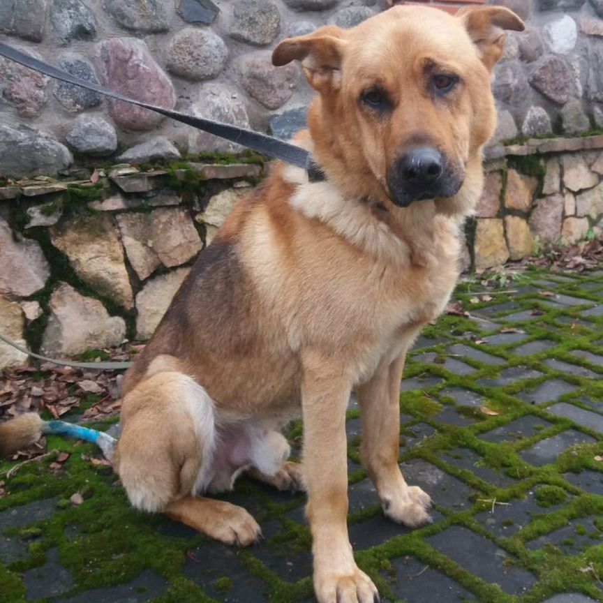 Взрослый пёс в добрые руки