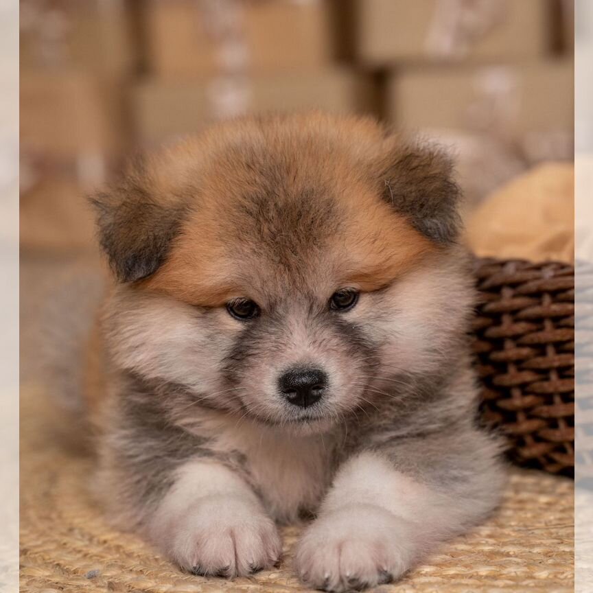 Акита-ину, щенок