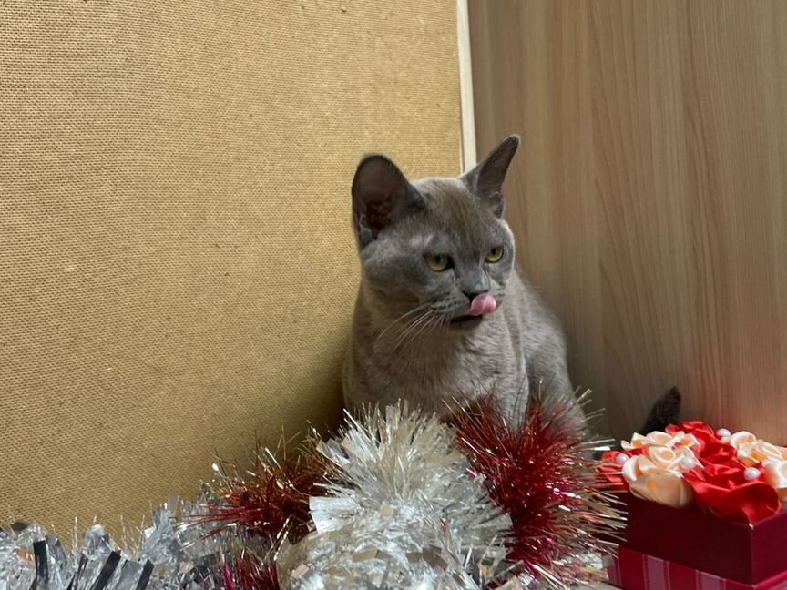 Котята европейской бурмы