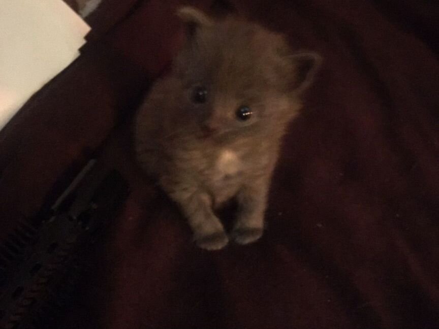 Котята в добрые руки