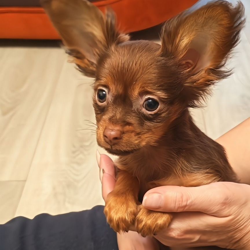 Русский той-терьер, щенок