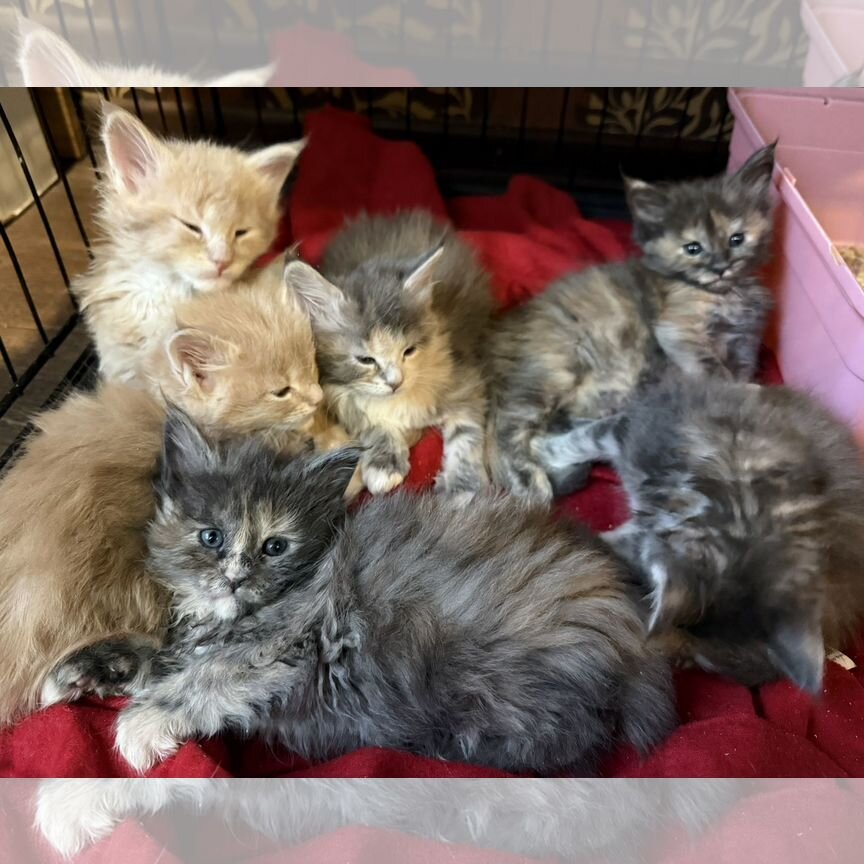 Мейн-кун котёнок