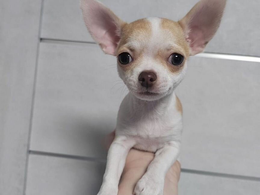 Мальчишки чихуахуа