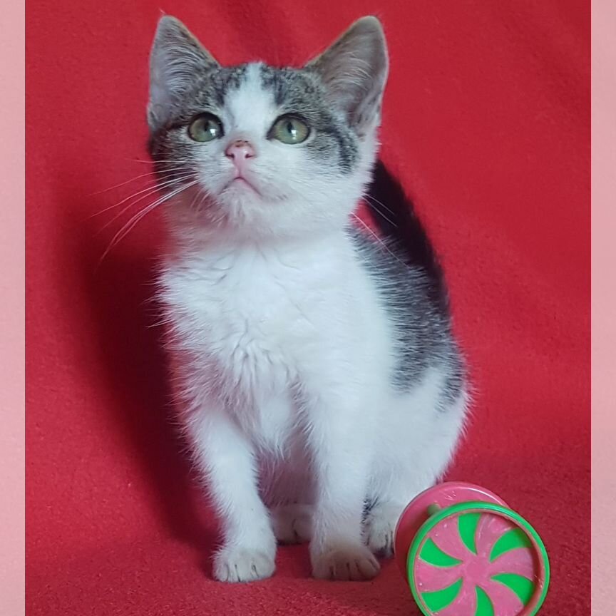 Очень умный котёнок в добрые руки