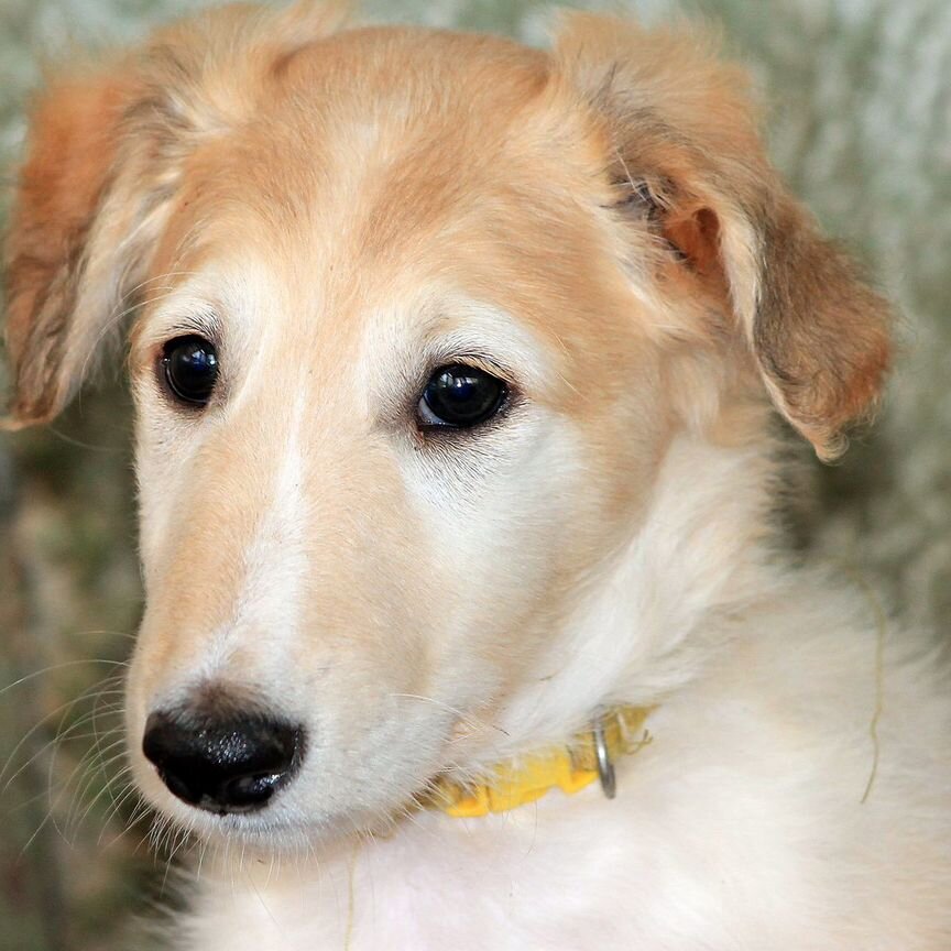 Борзой мальчик