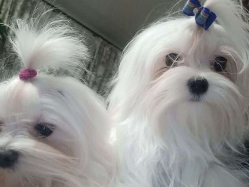 Мальтезе вязка