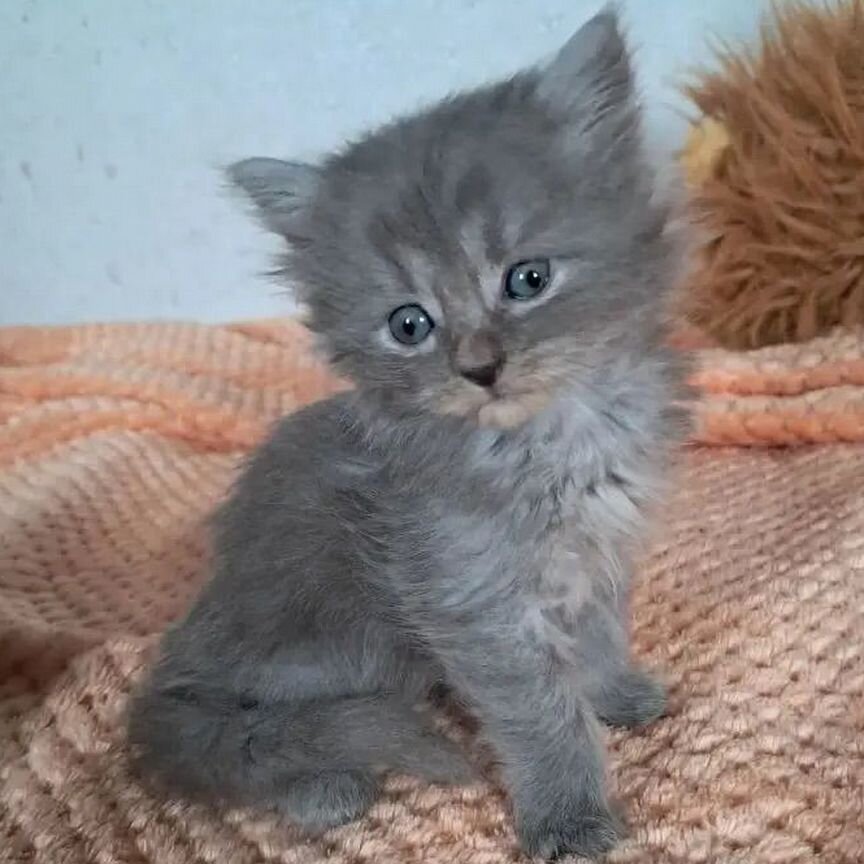 Мейн-кун, взрослая кошка