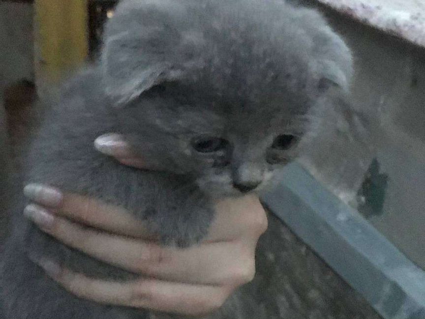 Котята от веслоухой кошки