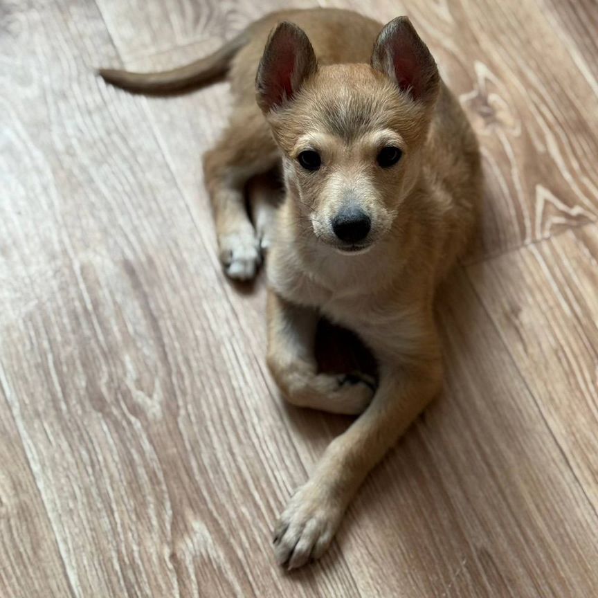 Щенок в добрые руки