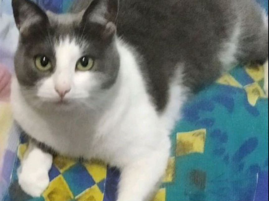 Кошечка Мура и сынок Шустик