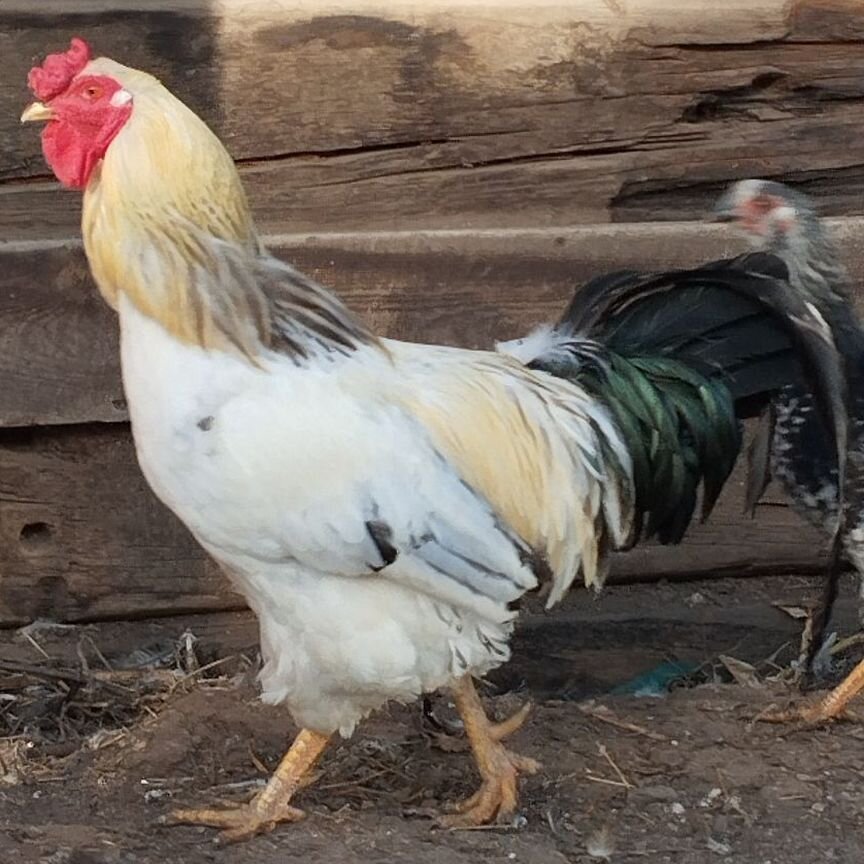 Петух, молодки -несушки, петушки молодые