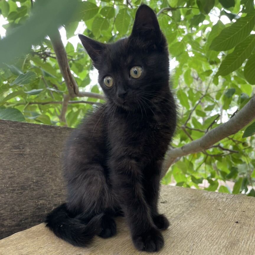 Котеночек девочка