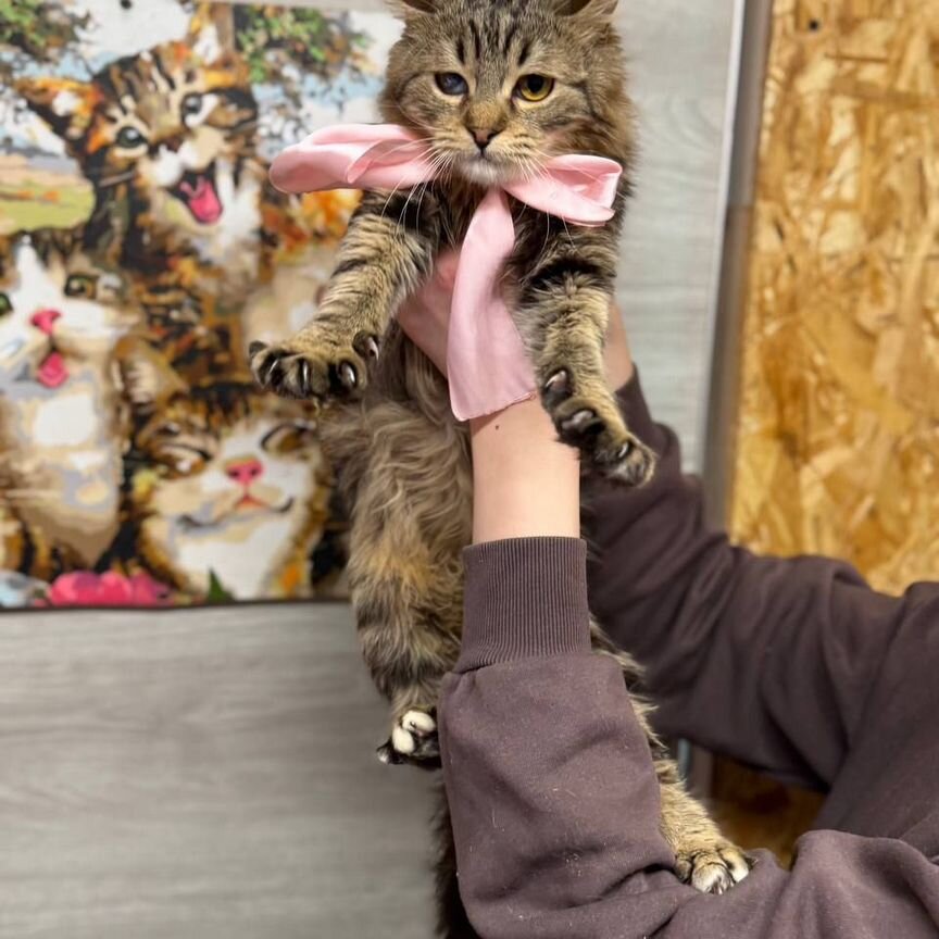 Взрослая, Девочка кошка в добрые руки