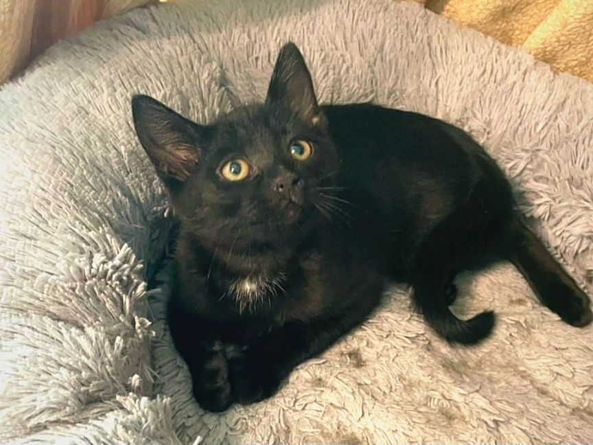 Котёнок в добрые руки
