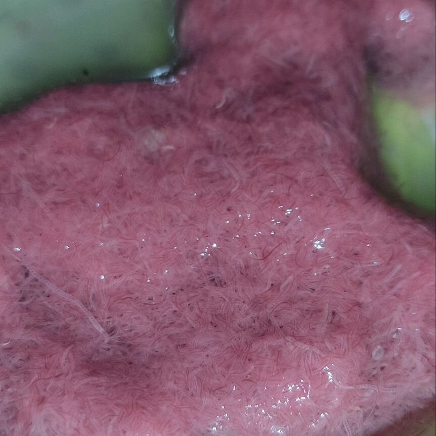 Трубочник домашний