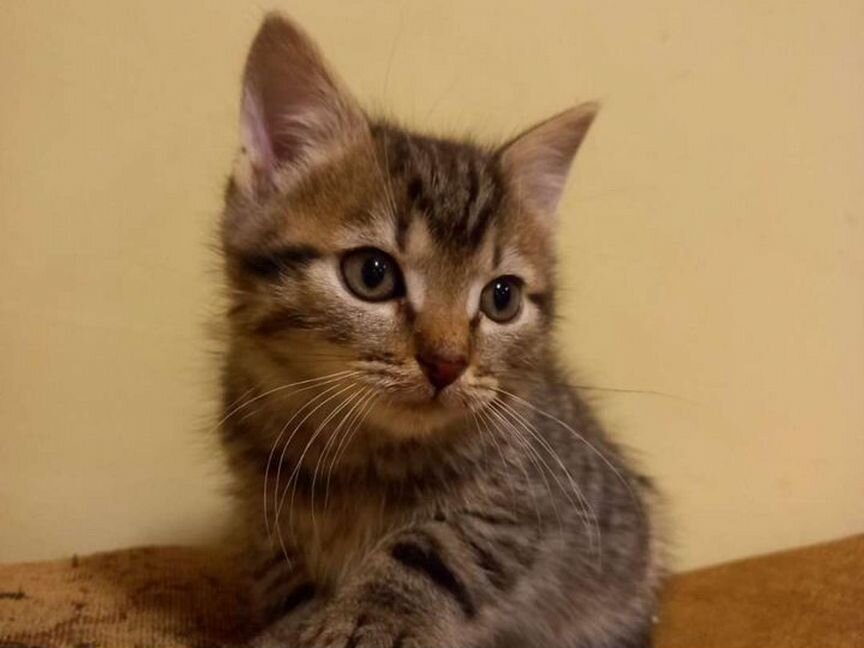 Кот начинающий