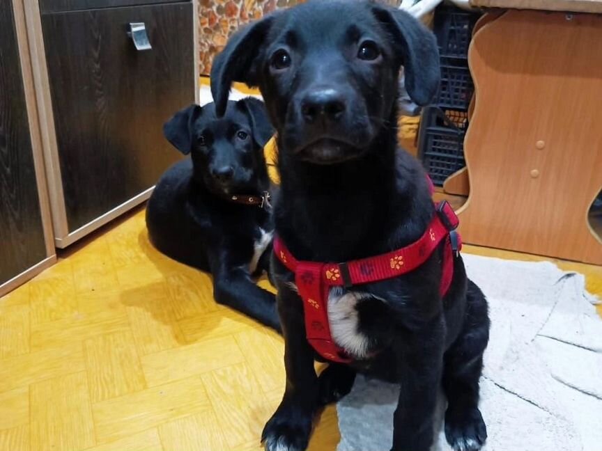 Щеночки ищут дом