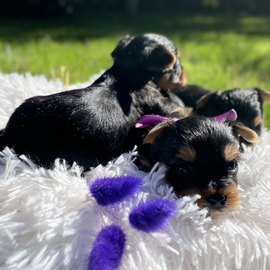 Йоркширский терьер