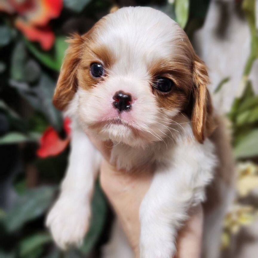Кавалер кинг-чарльз-спаниель, щенок