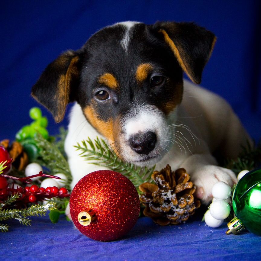 Мальчик триколор Джек Рассел терьер