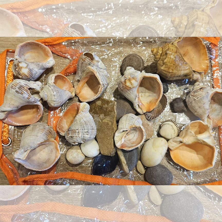 Ракушки морские набор.Цена за всё