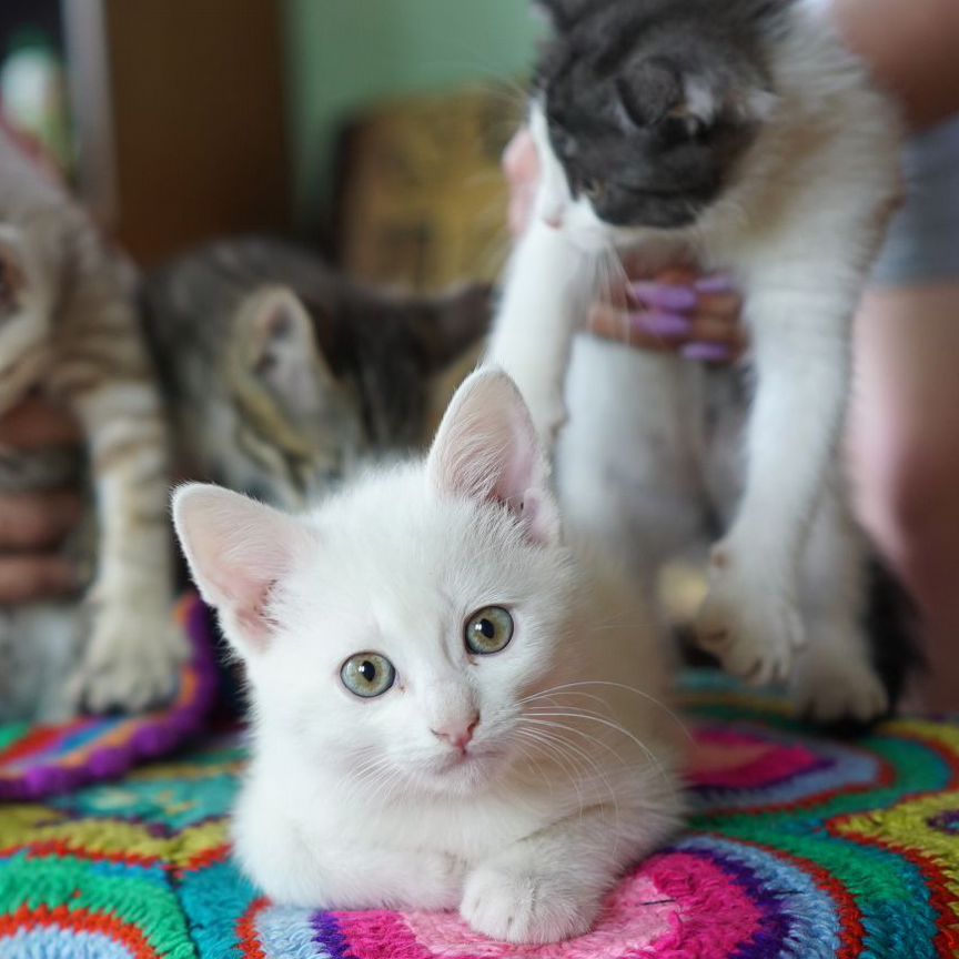 Котята в добрые руки